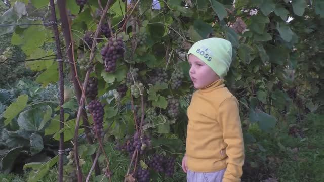 Дегустация винограда