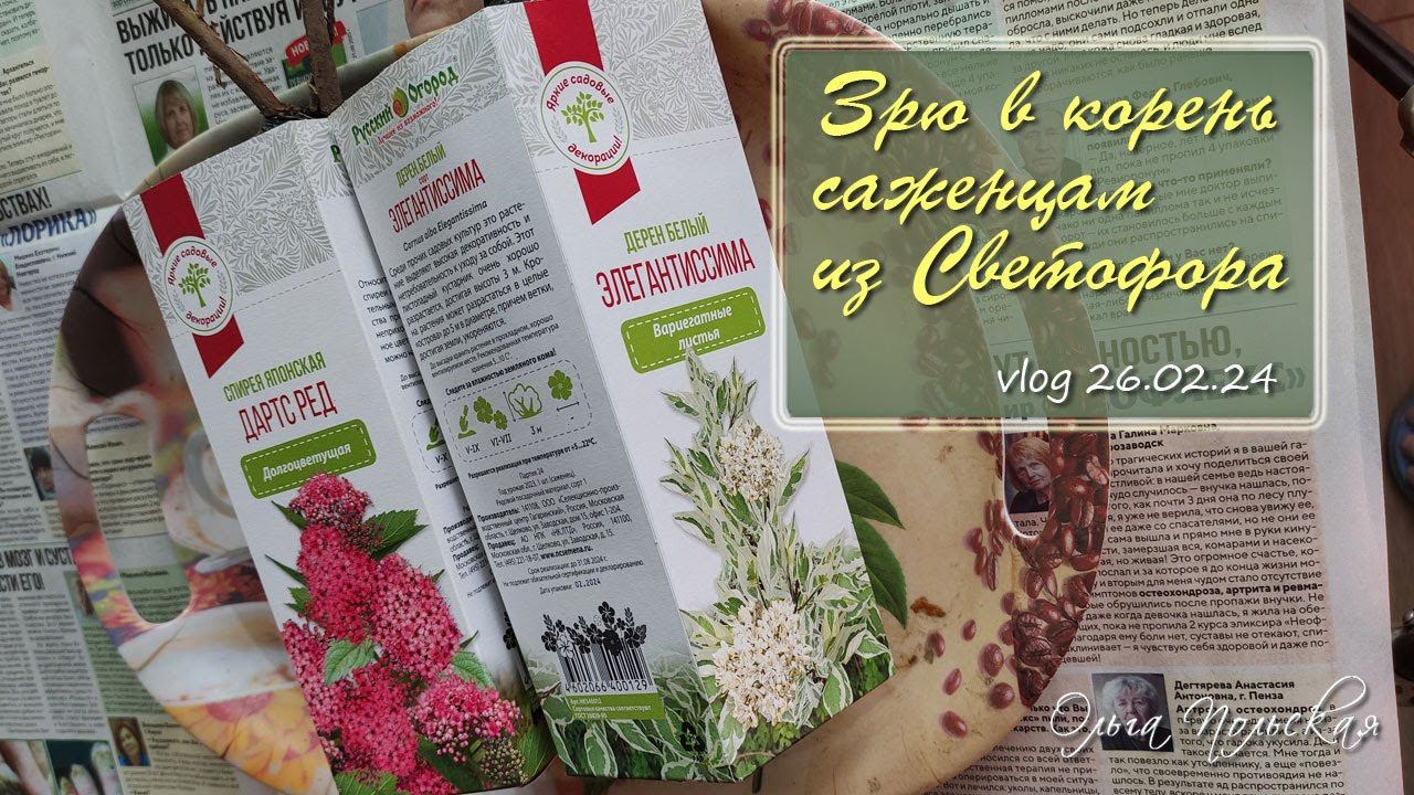 Какие корешки у саженцев из Светофора, распаковка |Скоро весна!  Vlog Дача как есть 26.02.24