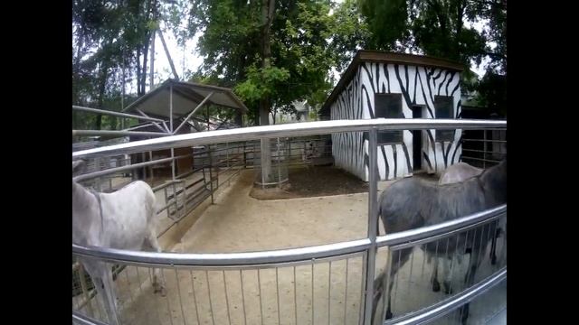 Бахчисарай  Мини зоопарк.