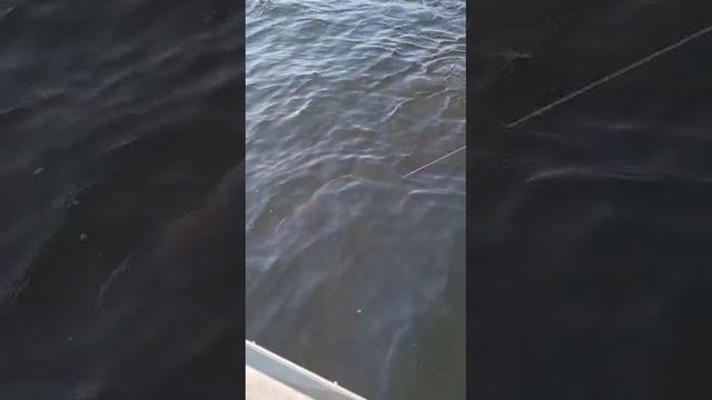 Рыбалка с гидом. Щука-подруга