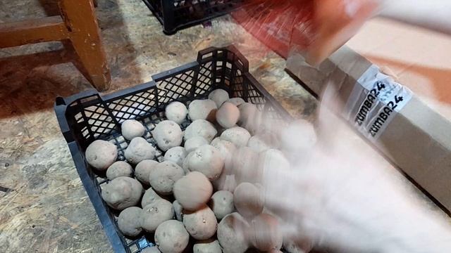 Вскрытие посылки семян картофеля