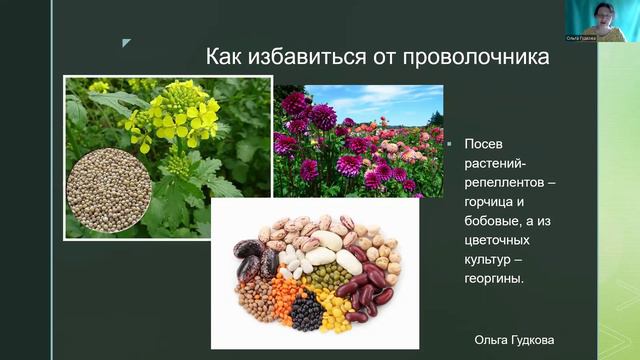 Как избавиться от проволочника Мастер-класс