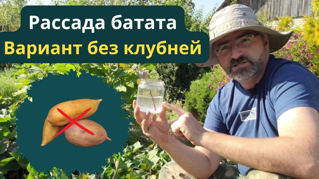 Рассада батата осенью и без клубней