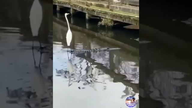 VID_20221223_184338_765.mp4