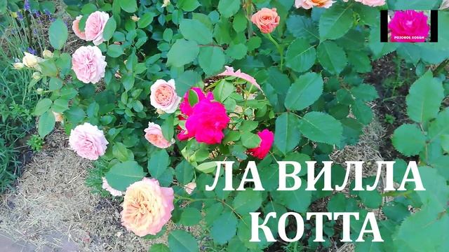 РОЗОВЫЙ СЕЗОН 2022