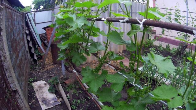 Виноградник весной