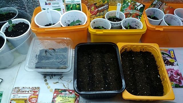 Первые посевы летних цветов