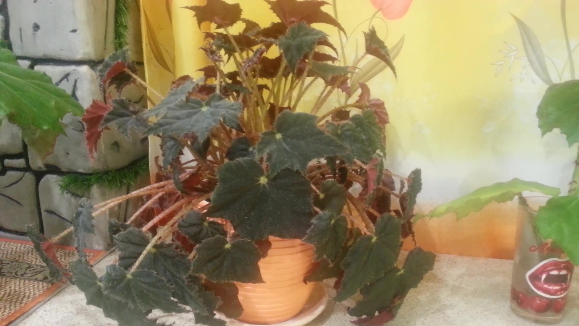 Бегония. Обновление комнатного цветка.