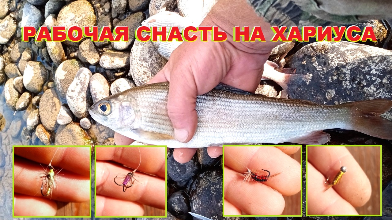 РАБОЧАЯ СНАСТЬ НА ХАРИУСА!