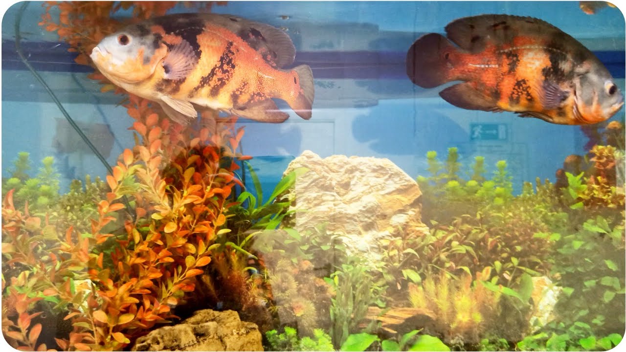 Рыбы с ладонь)) Осиное гнездо очень опасное! Будем уничтожать.