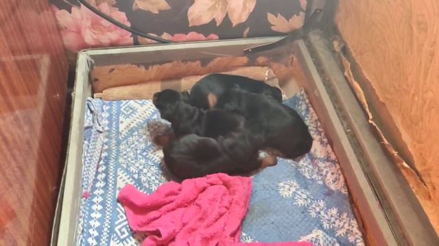 document_5309795534637127846