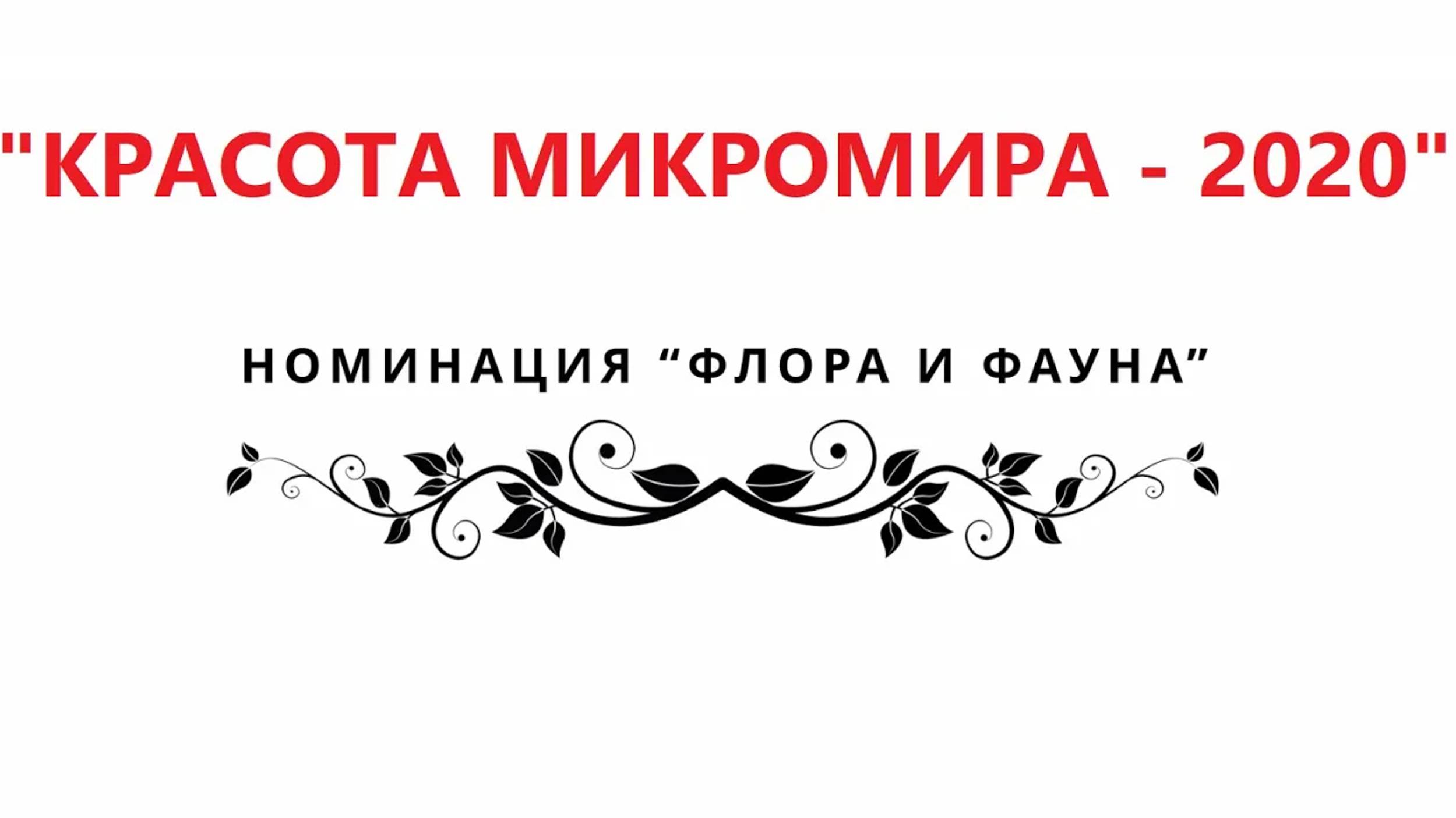 Красота микромира - 2020. Номинация "Флора и фауна"