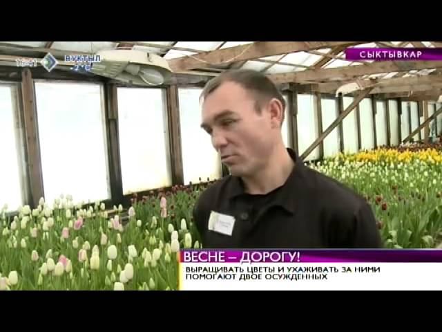 В ИК 1 к 8 марта распустятся 10 тысяч тюльпанов