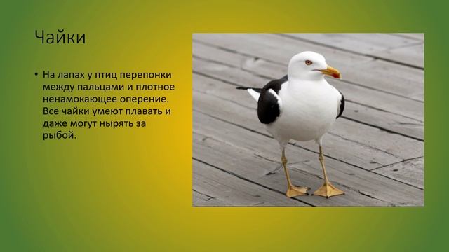 Лебеди, журавли, чайки природоведение 6 кл.mp4