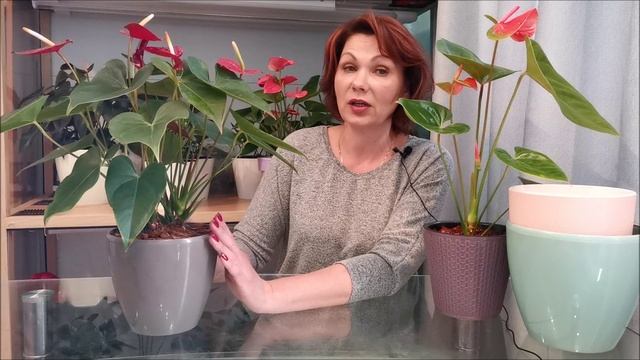 Септориоз, причины и лечение, здоровый куст антуриума, перевалка в новый грунт