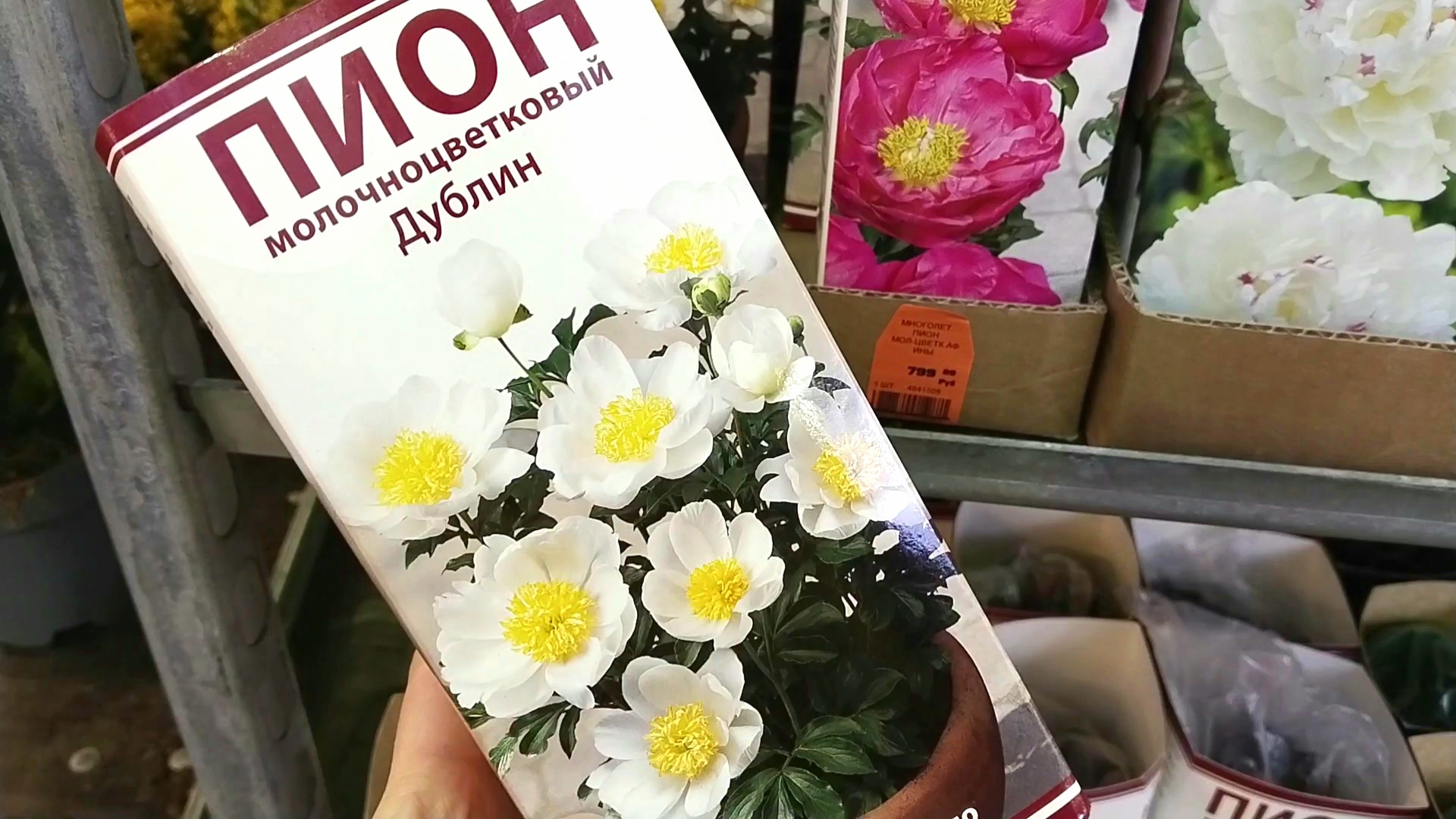 ?Оби?Лилии⚘Плодовые Саженцы?Розы?Пионы?