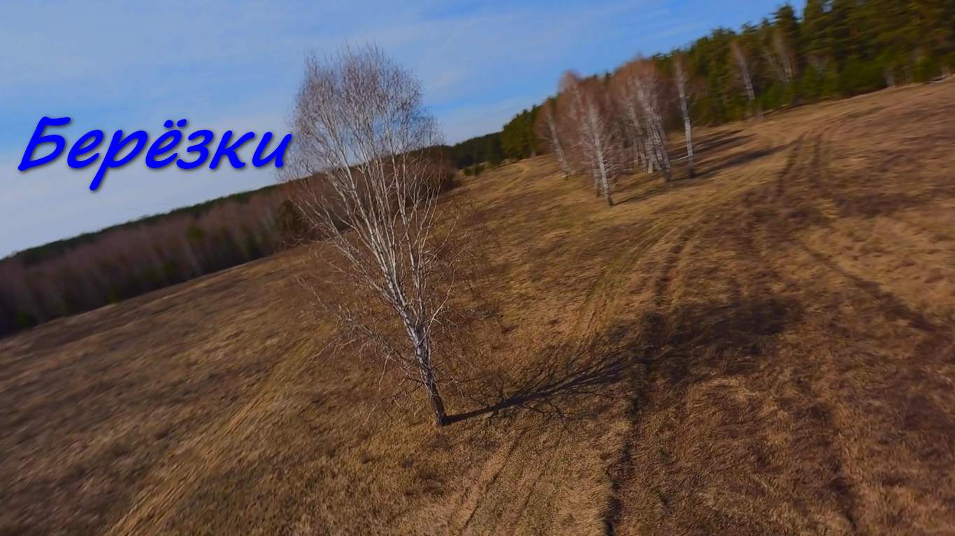 Берёзки у Чуйского тракта.