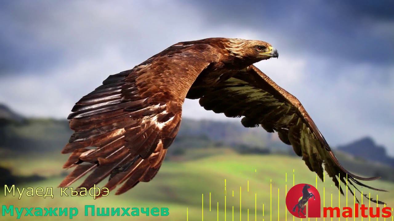 Муаед и къафэ - Мухажир Пшихачев