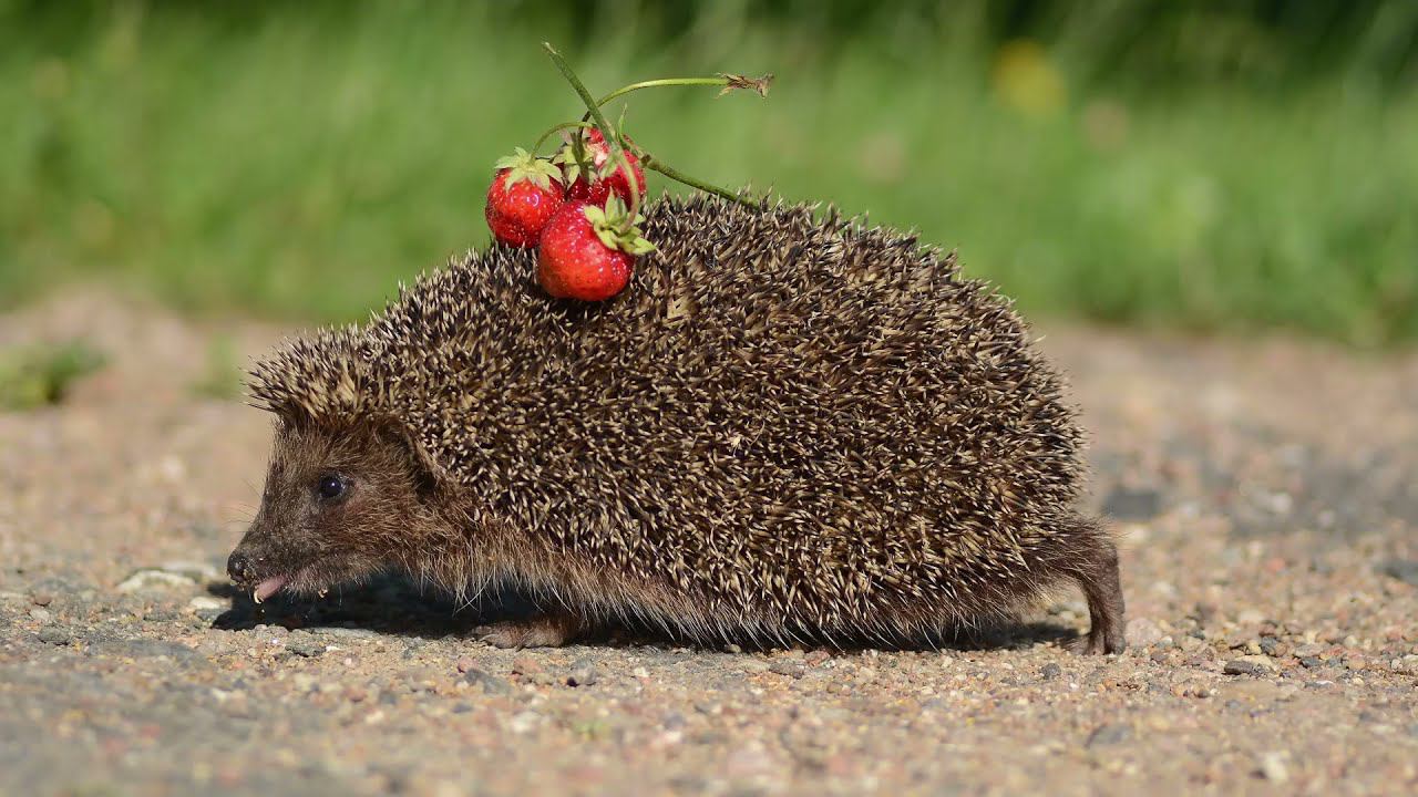 2 закон Меры