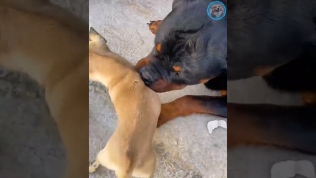 Смешные животные #51.mp4