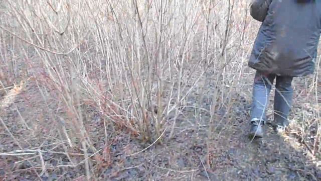 В Сосновый Лес За Зимними Грибами _ 28.12.2019