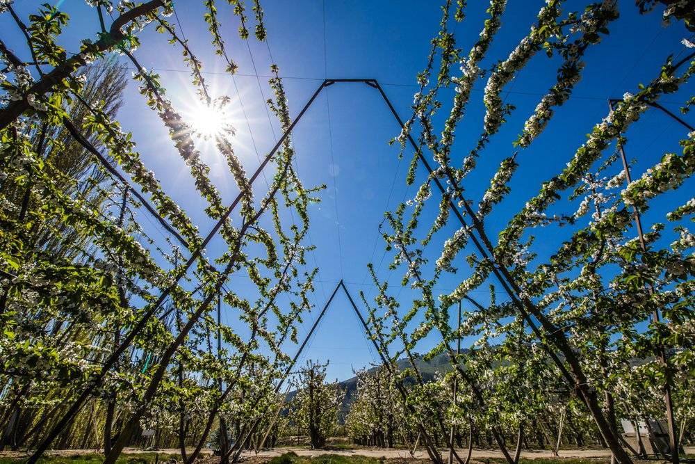 ЗИМНЯЯ обрезка и формировка интенсивных садов