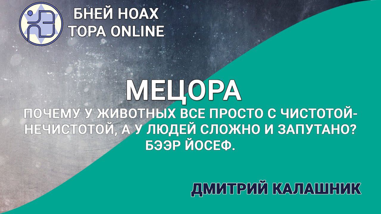 Почему у животных все просто с чистотой- нечистотой, а у людей сложно и запутано? Бээр Йосеф. Мецора