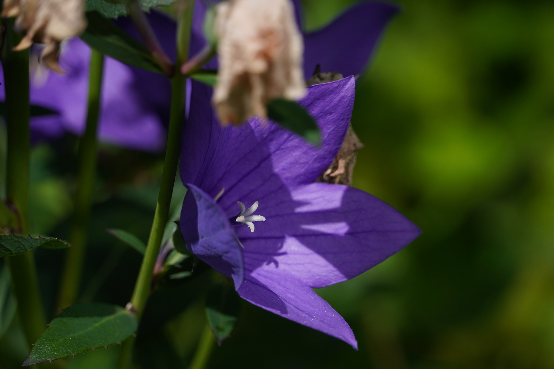 Мир колокольчиков. Пять минут умиротворения.