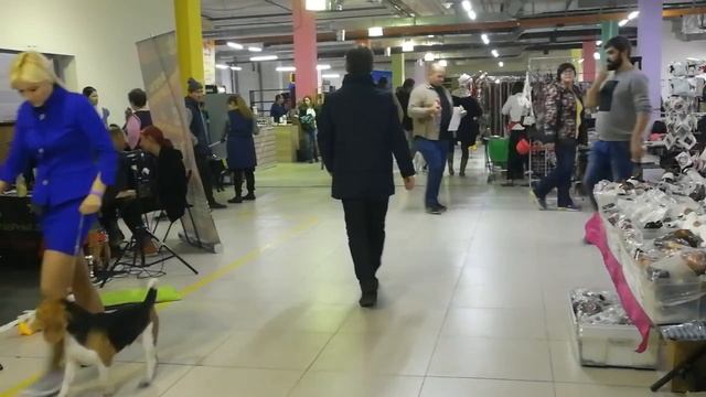 Английский кокер спаниель Klinton. Социализация щенка на выставке в Чайна Таун. 17 ноября 2018 года.