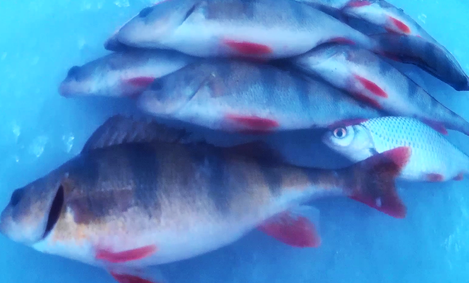 Безмотылка на Ахтубе сделала все что могла по классике жанра.