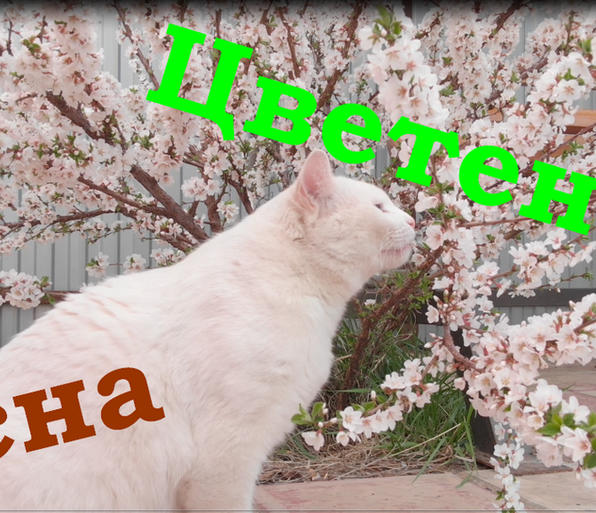 Цветение.