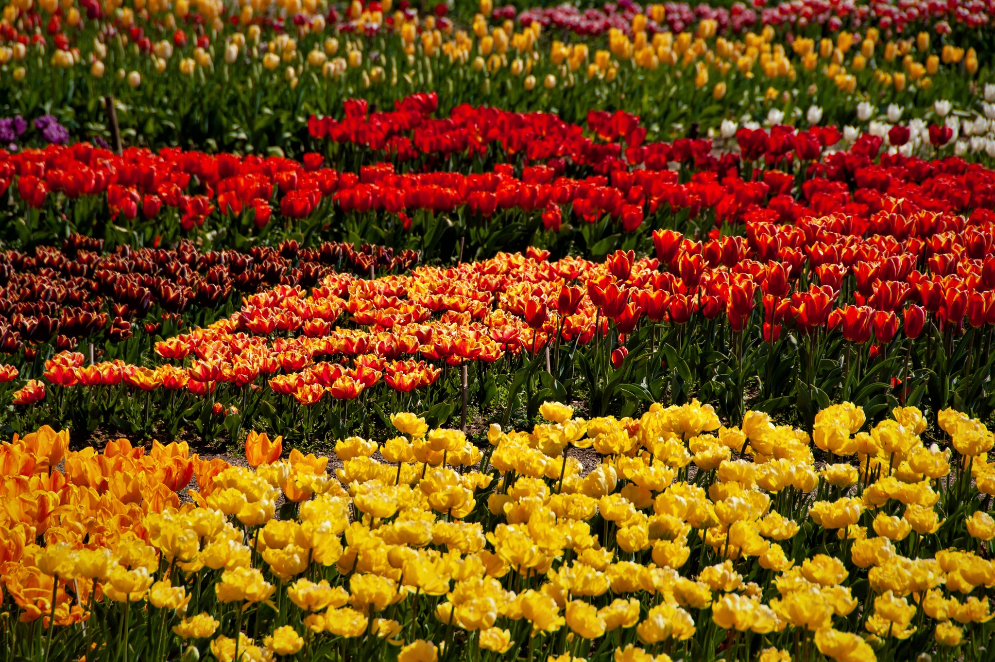 Парад тюльпанов в Никите.