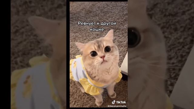 Когда принёс в дом вторую кошку ?? #питомец #животные #ревность.mp4