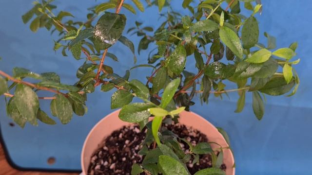 Зеленый крупнолистный 5