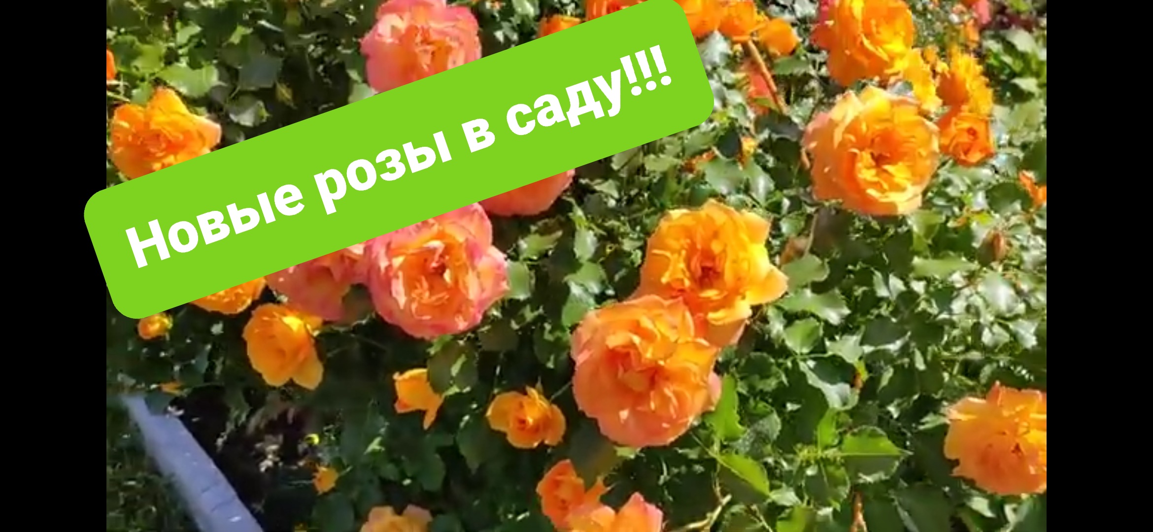 Посылка с розами из питомника Полины Козловой ?