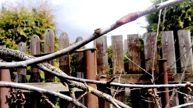 Мои прививки яблонь, груш и черешни на вишню дача. 16.04.2020