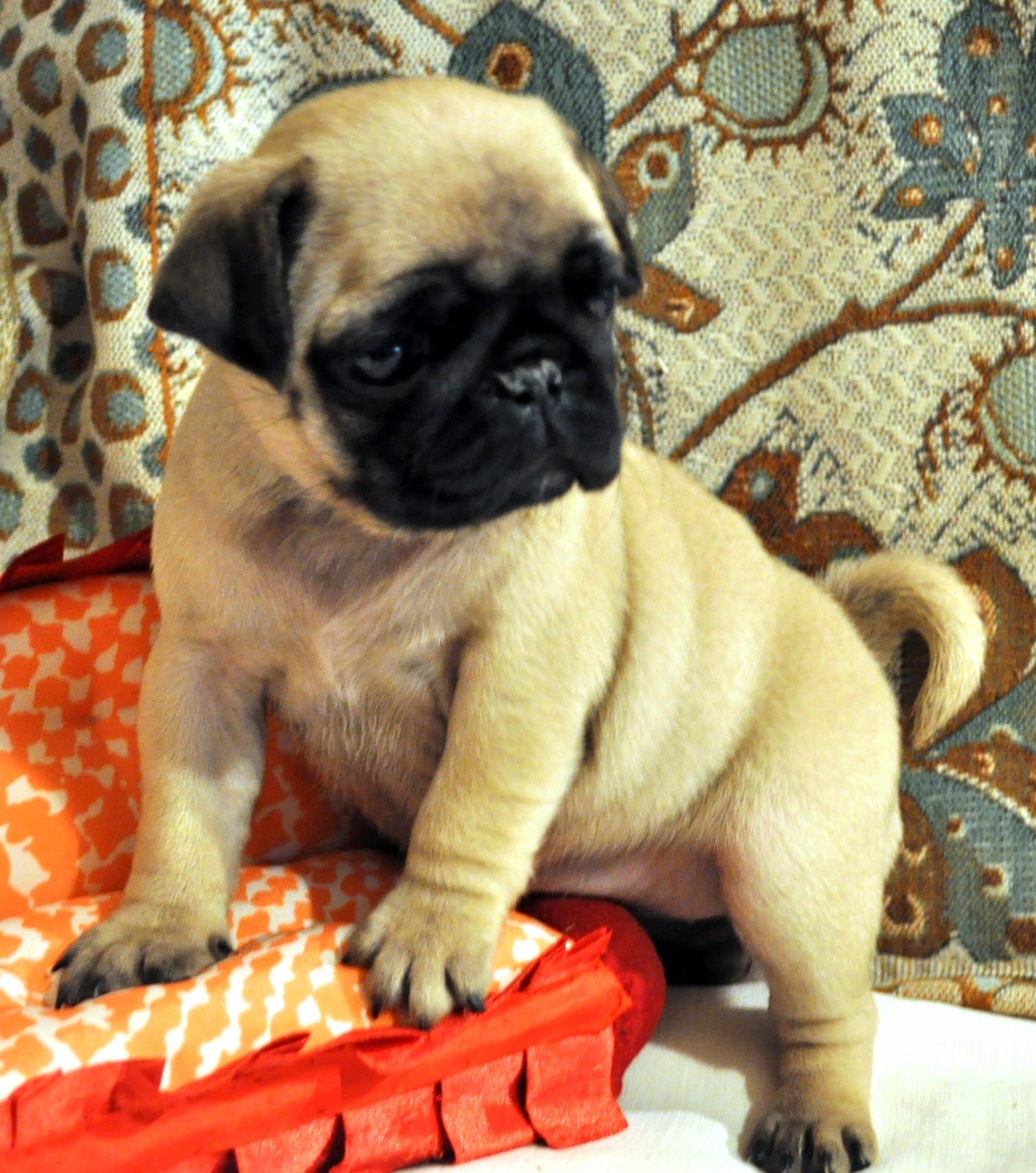 Мои любимые мопсы