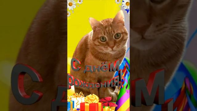 С днём рождения! #сднемрождения #красивоепоздравление #shorts #funnycat #happybirthday