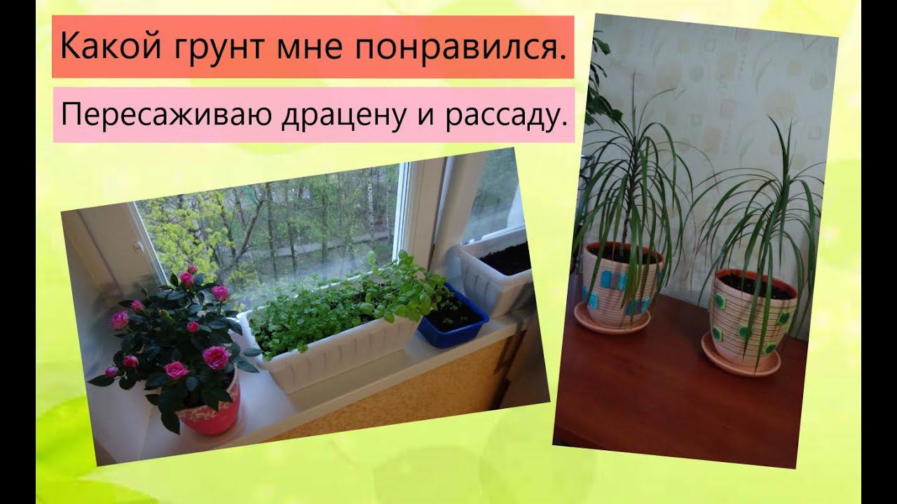 Пересаживаю комнатные растения и рассаду. Какой грунт понравился.