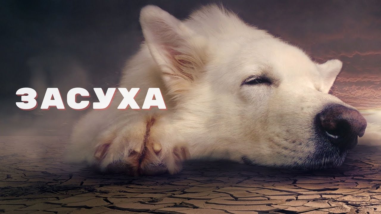 Как Бахрам-Гур  справился с засухой | Семь красавиц: 6 часть