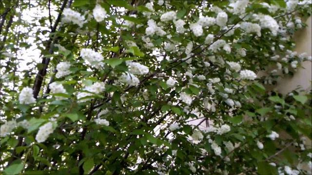 БЕЛЫЙ ЦВЕТ- ЧЕРЁМУХИ  ЦВЕТ!