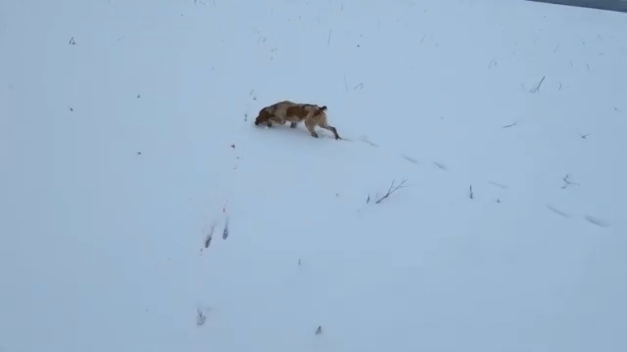 Сильный ветер и мороз, а мы за зайцами.