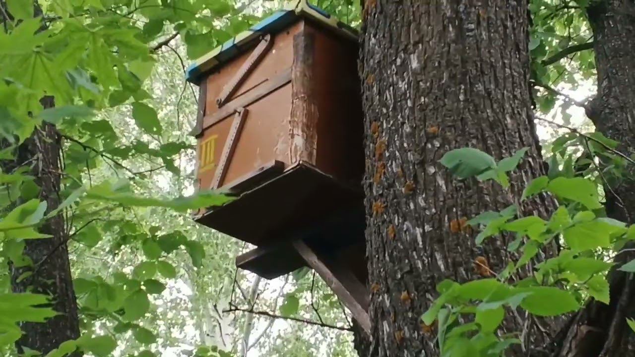 Проверка ловушек. Попался второй рой 2023. Пчеловодство.