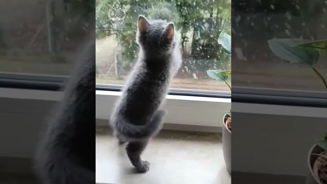 Котёнок впервые увидел снег. С наступающим новым годом, друзья!