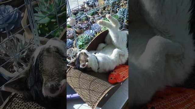 Отличный денёк