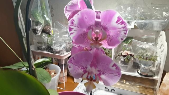 Орхидея фаленопсис Фонтан Викторио/Purple Queen особенности сорта