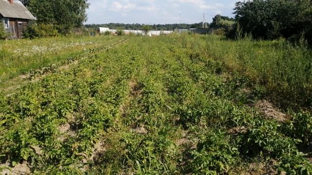 Картошка 6-го августа