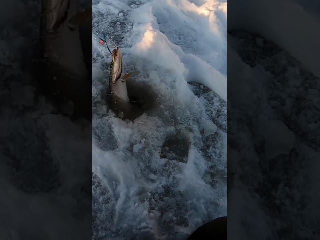 Быстрая поклевка щуки! #short #shorts