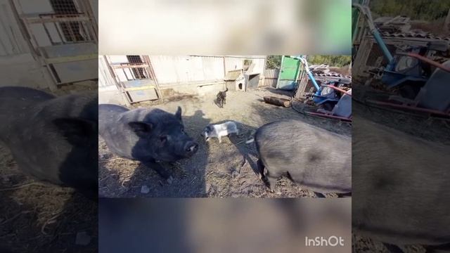 Копаем картошку.