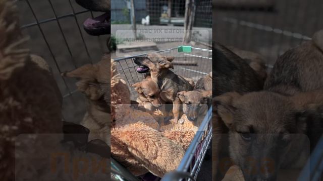 У вас еще нет собаки?! Тогда приходите к нам)